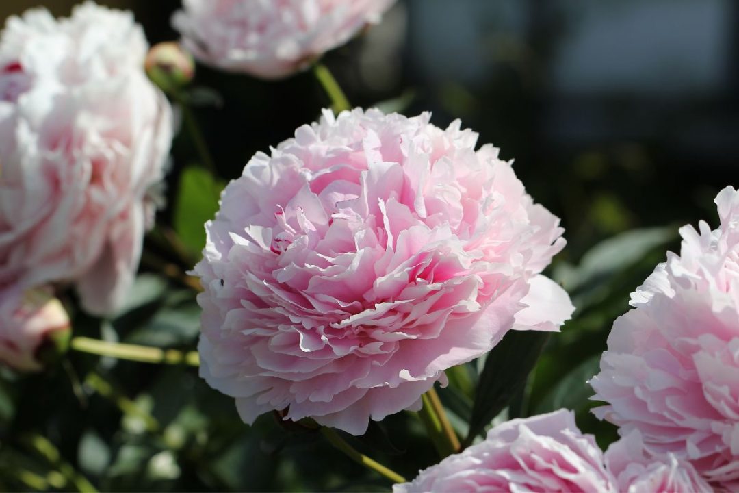 Geburtsblume September: Das Sind Ihre Floralen Sternzeichen!