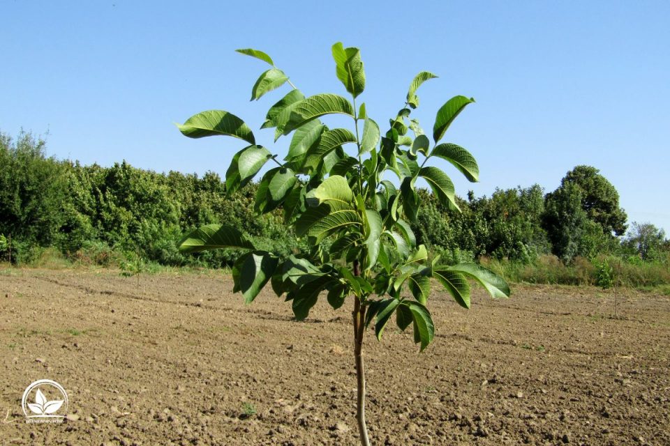 Walnussbaum: Merkmale, Pflanzung, Pflege Und Vieles Mehr! - Pflanzensache