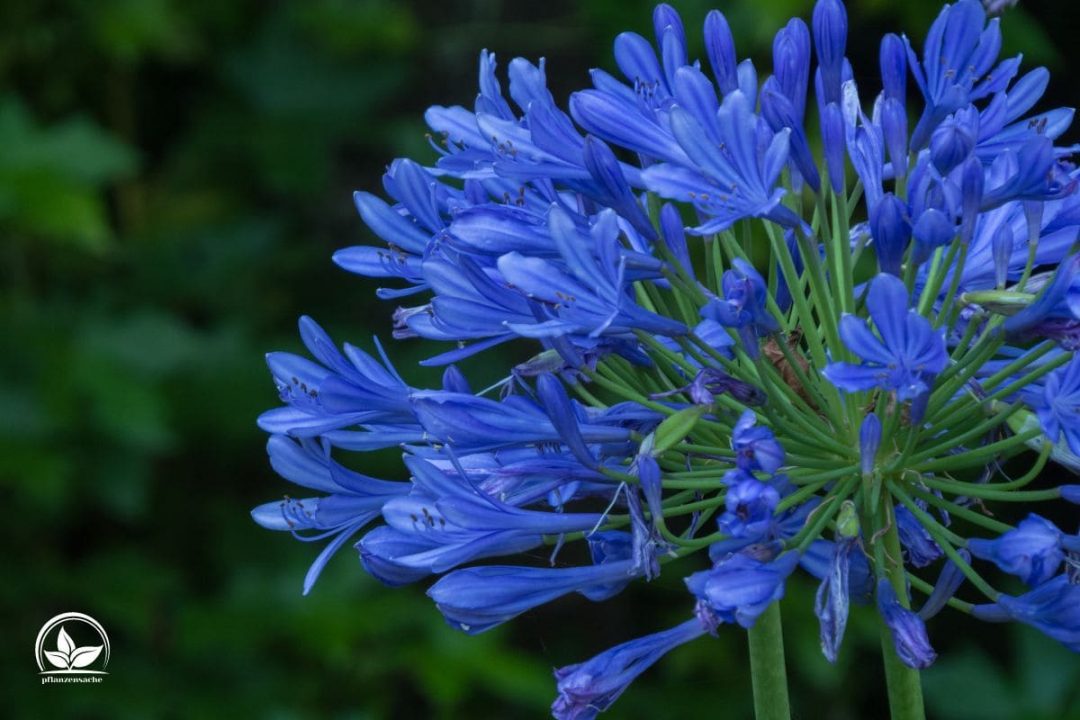 Topfpflanze Blaue Blüten: Die Schönsten Pflanzen Mit Blauen Blüten