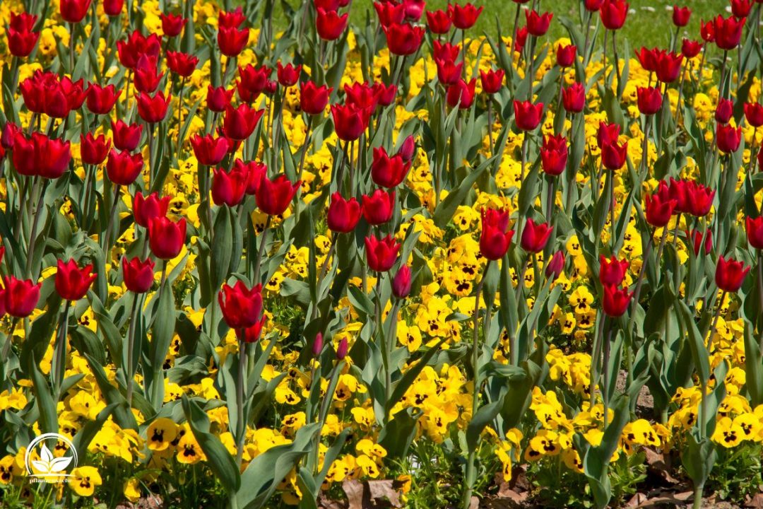 Blumenfelder NRW Und Ganz Deutschland: Die Besten Blumigen Fotospots!