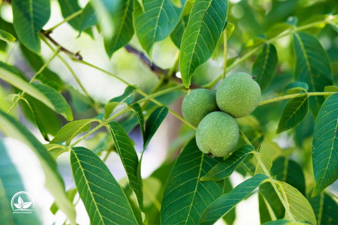 Walnussbaum: Merkmale, Pflanzung, Pflege Und Vieles Mehr! - Pflanzensache