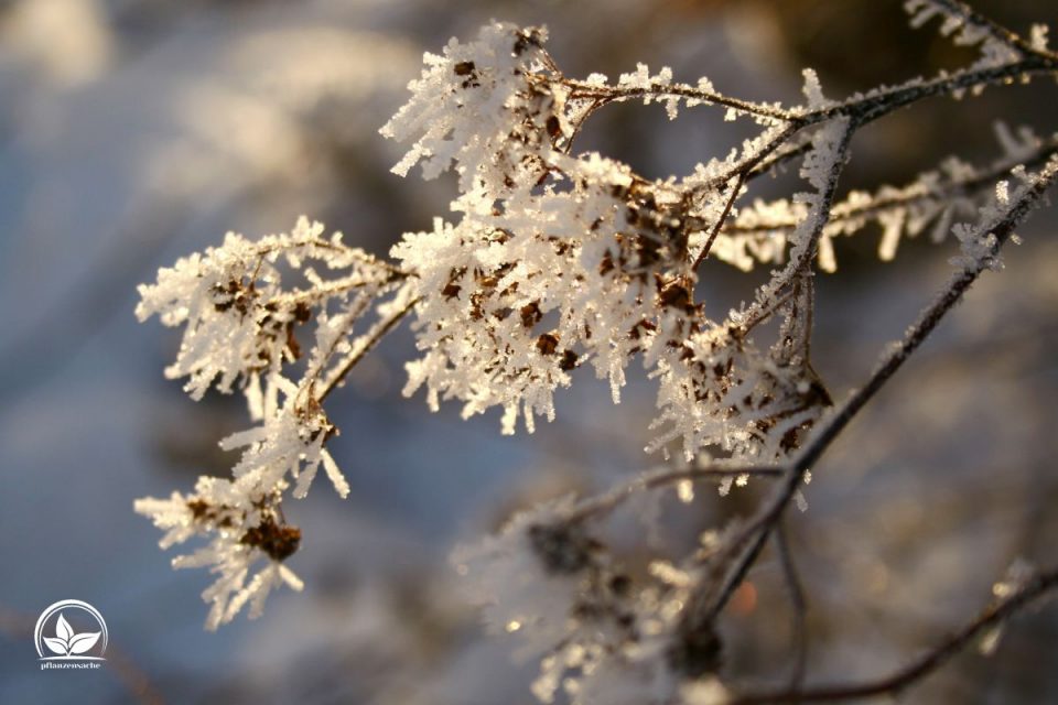 Winterblumen Auf Einem Ort: Die Besten Sorten Mit Pflegetipps ...