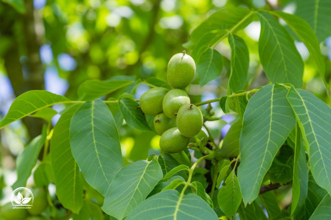 Walnussbaum: Merkmale, Pflanzung, Pflege Und Vieles Mehr! - Pflanzensache