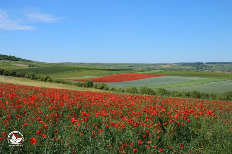 Blumenfelder NRW Und Ganz Deutschland: Die Besten Blumigen Fotospots!