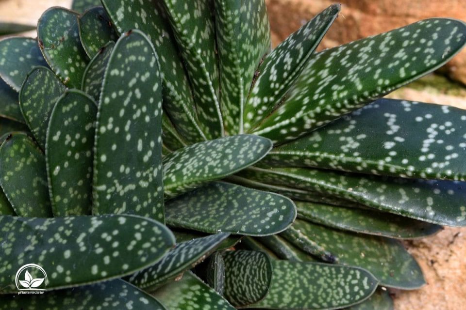 Gasteria Arten: Die Besten Tricks Zur Gesunden Gasteria! - Pflanzensache