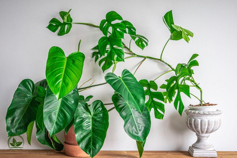 Monstera Minima Pflege: Einfache Und Effektive Pflegetipps!