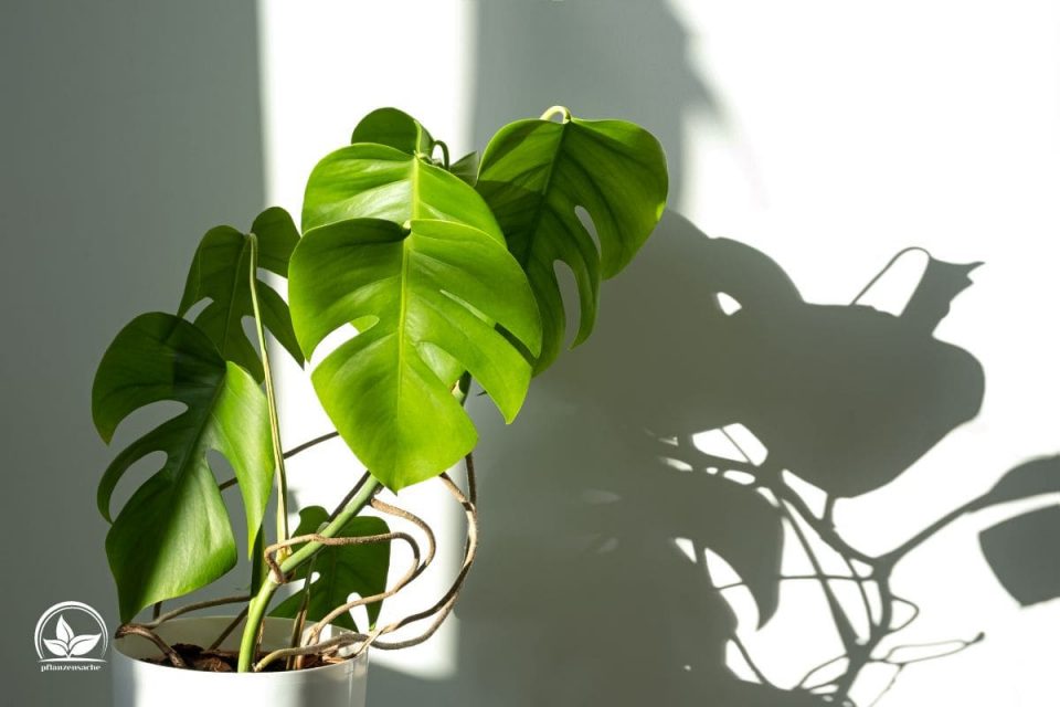 Monstera Minima Pflege: Einfache Und Effektive Pflegetipps!