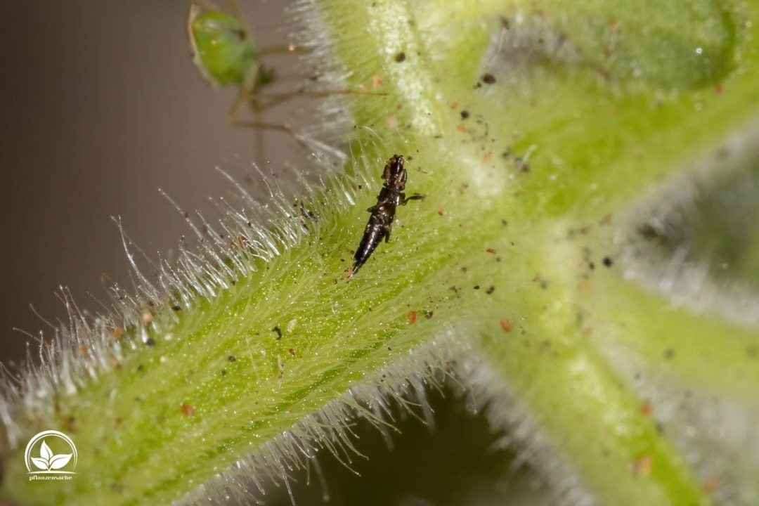 Kleine Schwarze Schadlinge Zimmerpflanzen