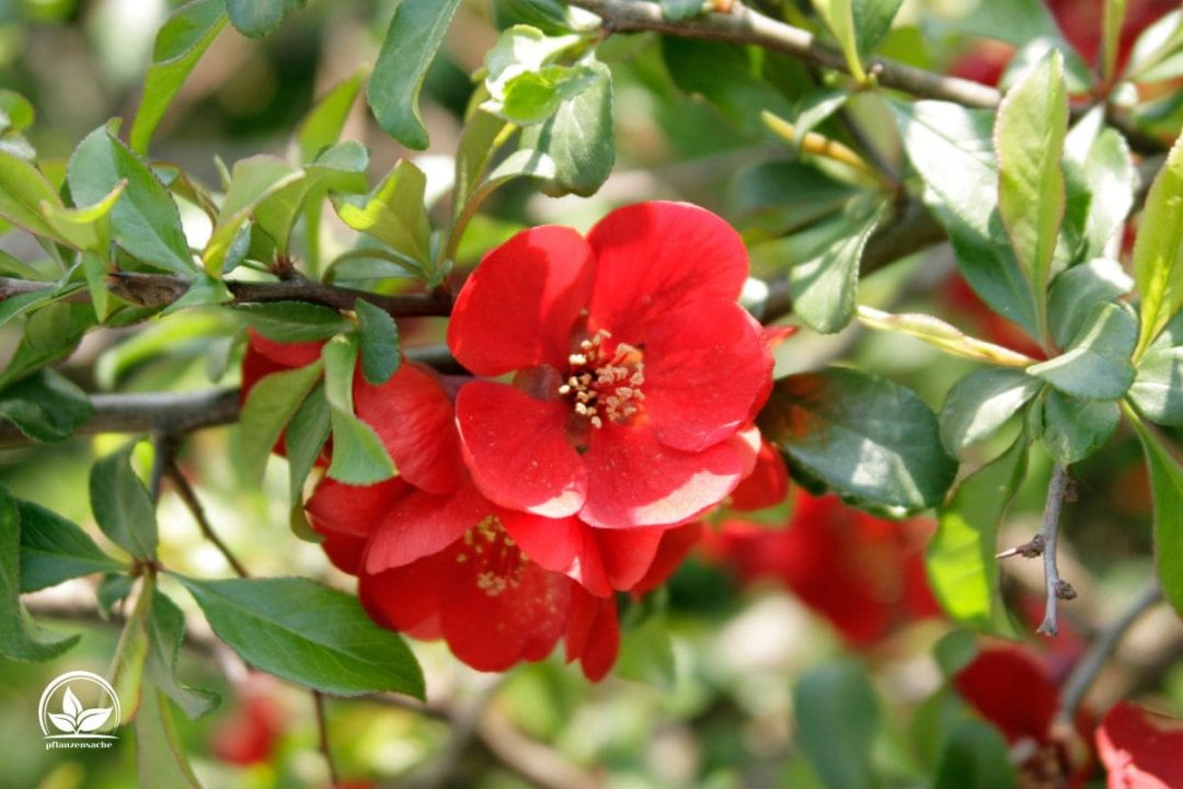 Stachelige Pflanzen: Die TOP 5 Sorten Mit Stacheln Und Dornen!