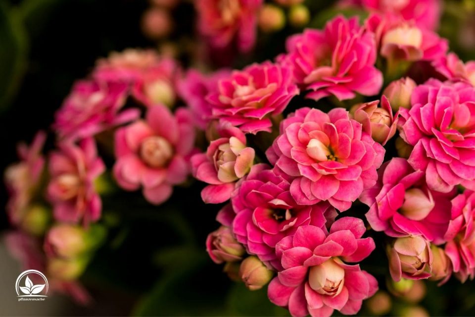 Kalanchoe Pflege: Die Besten Schritte Zur Gesunde Pflanze! - Pflanzensache