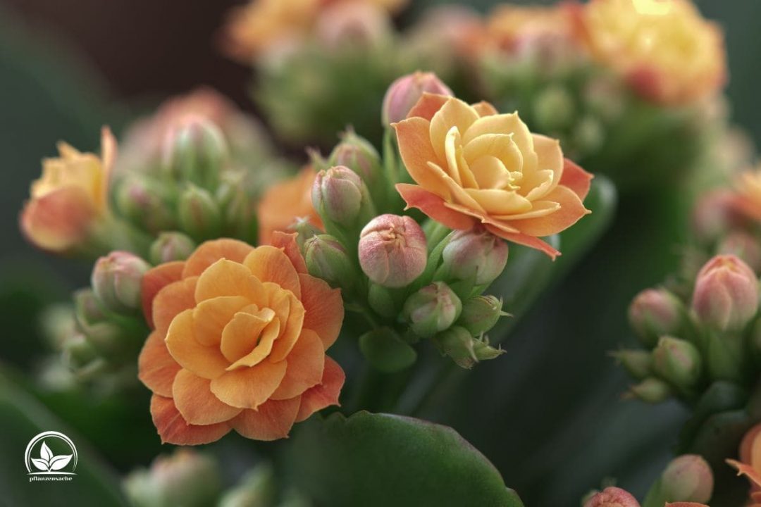 Kalanchoe Pflege: Die Besten Schritte Zur Gesunde Pflanze! - Pflanzensache