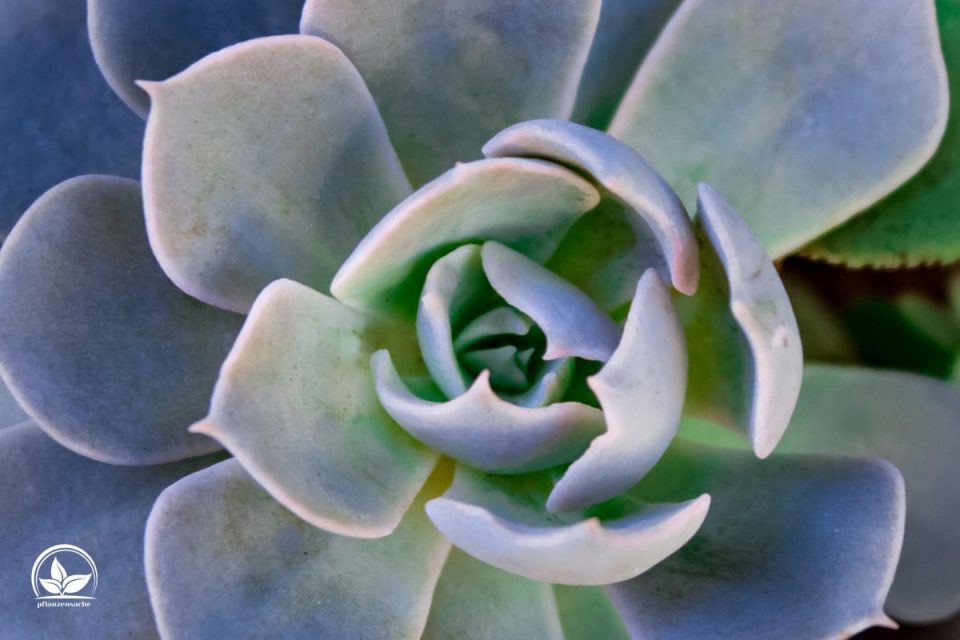 Echeveria Pflege & Merkmale: Das Müssen Sie Wissen! - Pflanzensache