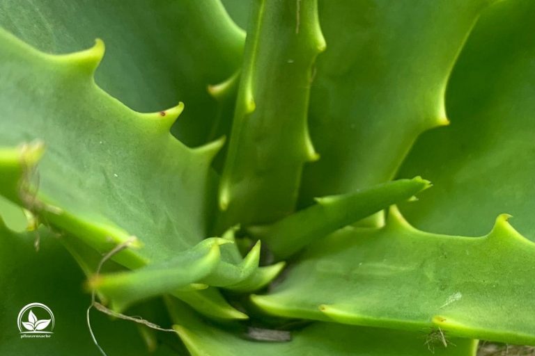 Stachelige Pflanzen: Die TOP 5 Sorten Mit Stacheln Und Dornen!