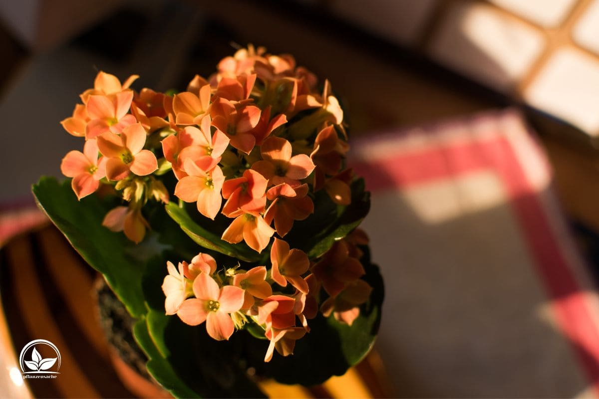 Kalanchoe Pflege: Die Besten Schritte Zur Gesunde Pflanze! - Pflanzensache