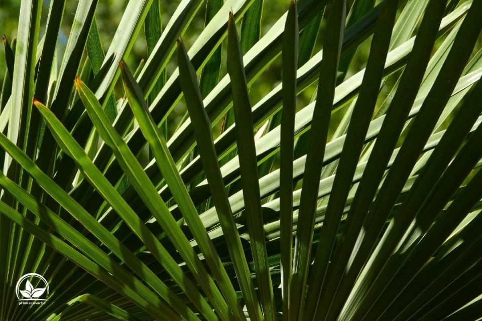 Palmen Arten Lexikon: Hier Finden Sie Die Perfekte Palmenart Für Sich!