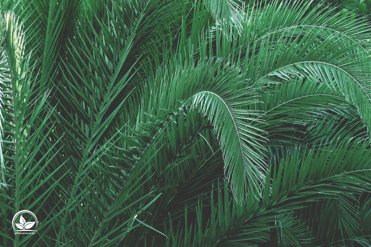Palmen Arten Lexikon: Hier Finden Sie Die Perfekte Palmenart Für Sich!