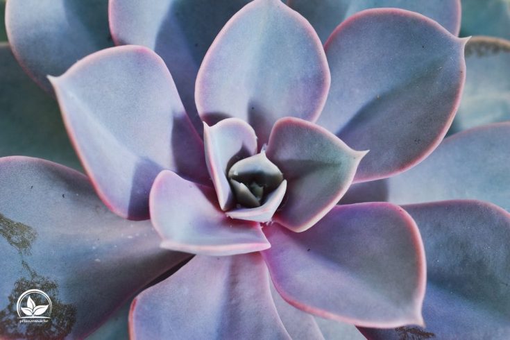 Echeveria Pflege & Merkmale: Das Müssen Sie Wissen! - Pflanzensache