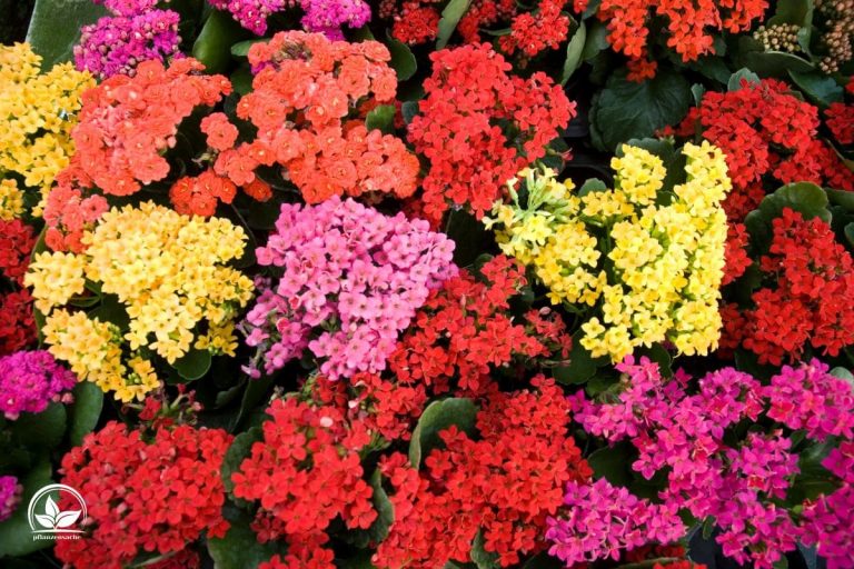 Kalanchoe Pflege: Die Besten Schritte Zur Gesunde Pflanze! - Pflanzensache