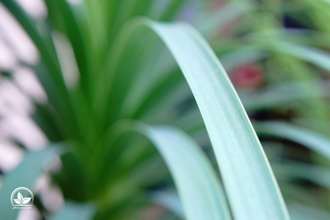 Elefantenfuß Pflege: Beste Tipps Für Ihre Zimmerpflanze! - Pflanzensache