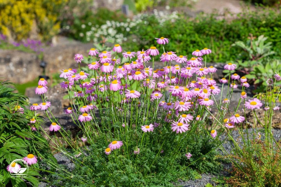 Margeriten Arten: Die Einteilung & Pflegetipps