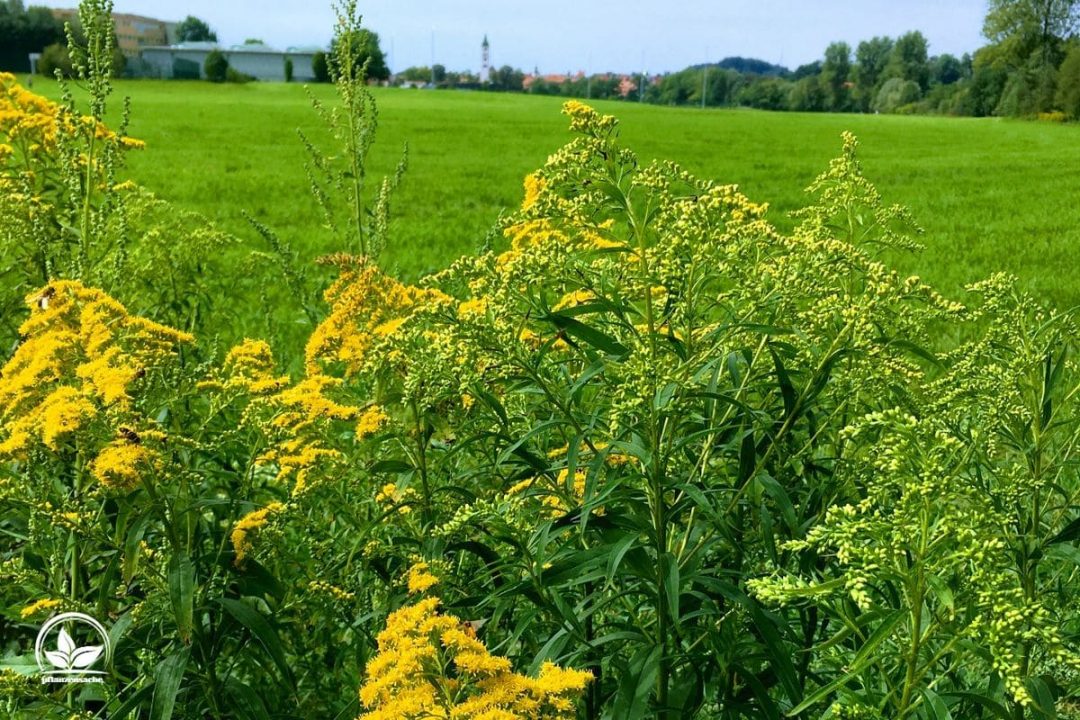 Hohe Krautige Wildpflanze Mit Gelben Blüten