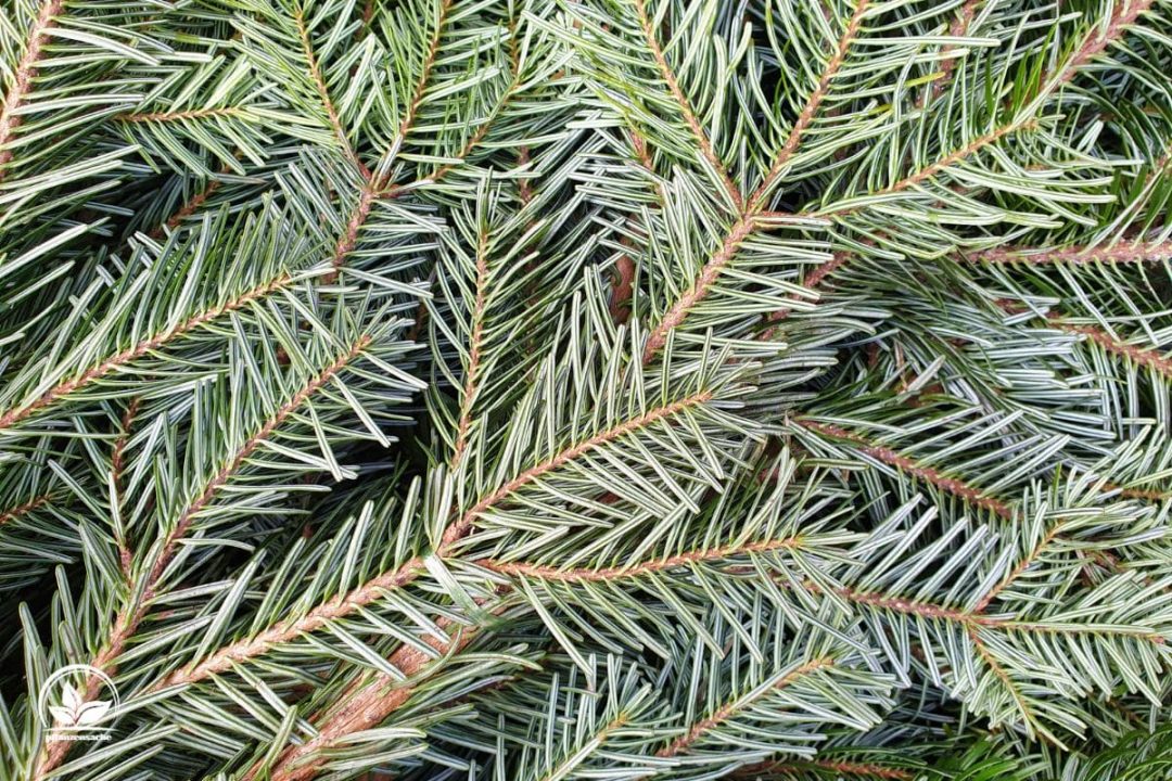 Die TOP 9 Nadelbäume Arten: Eigenschaften Und Merkmale Im Überblick!