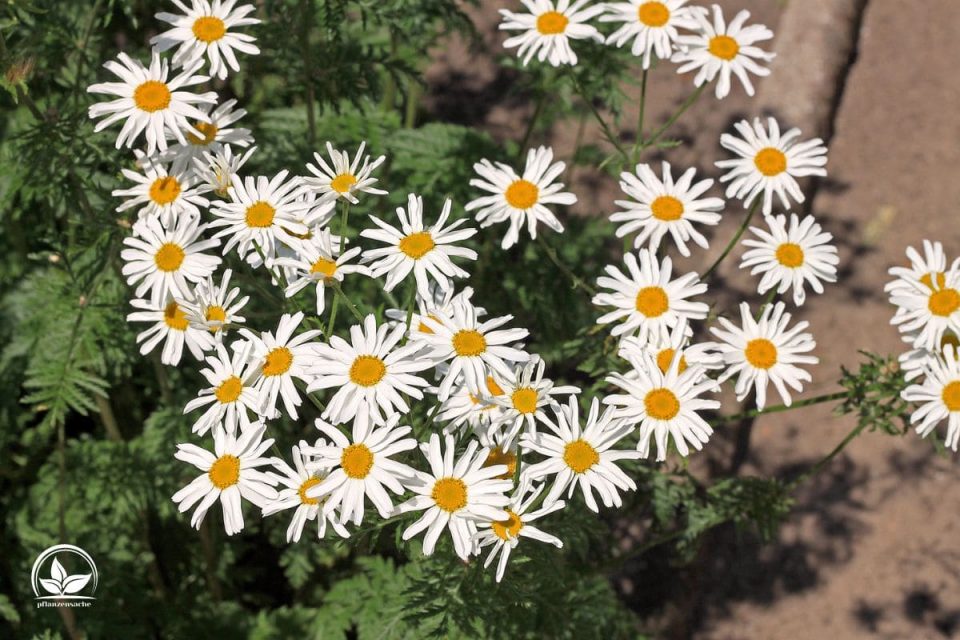 Margeriten Arten: Die Einteilung & Pflegetipps