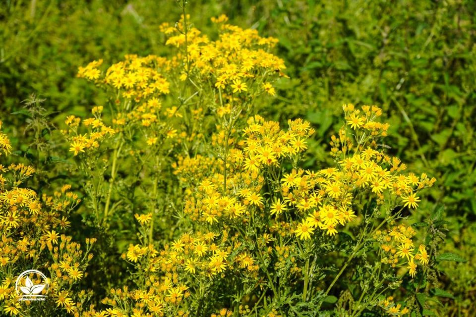 Hohe Krautige Wildpflanze Mit Gelben Blüten