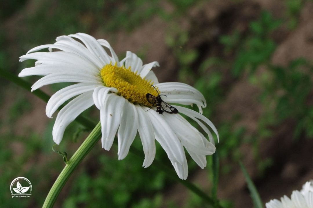 Margeriten Arten: Die Einteilung & Pflegetipps