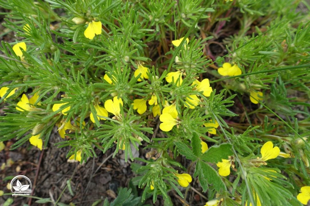 Gelb Bluhendes Wildkraut Bestimmen