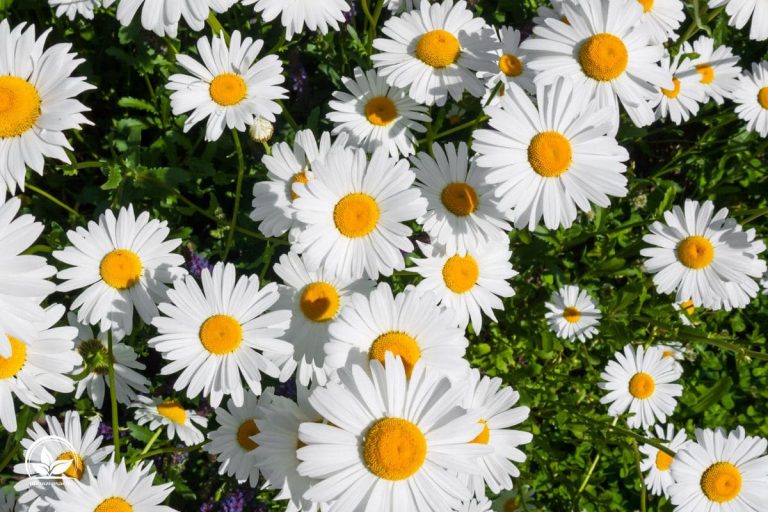 Margeriten Arten: Die Einteilung & Pflegetipps