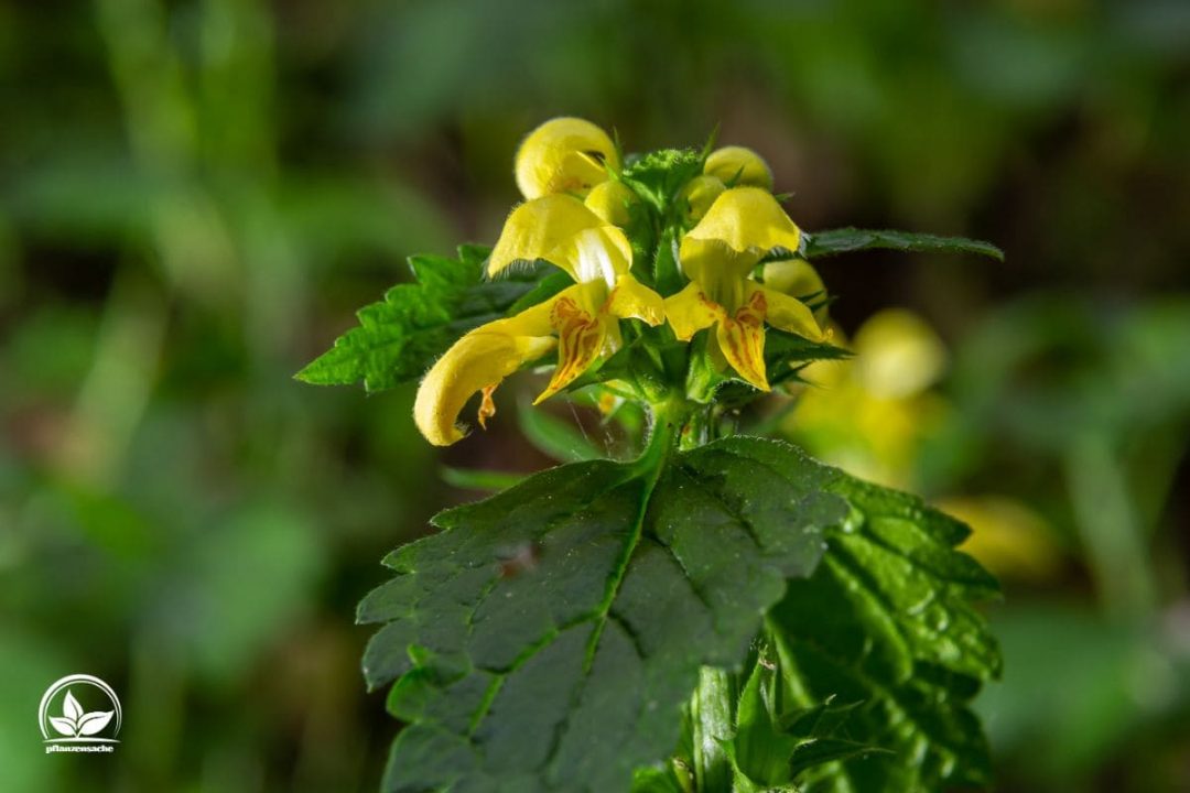 Gelb Bluhendes Wildkraut Bestimmen