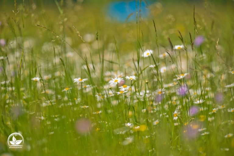 Margeriten Arten: Die Einteilung & Pflegetipps