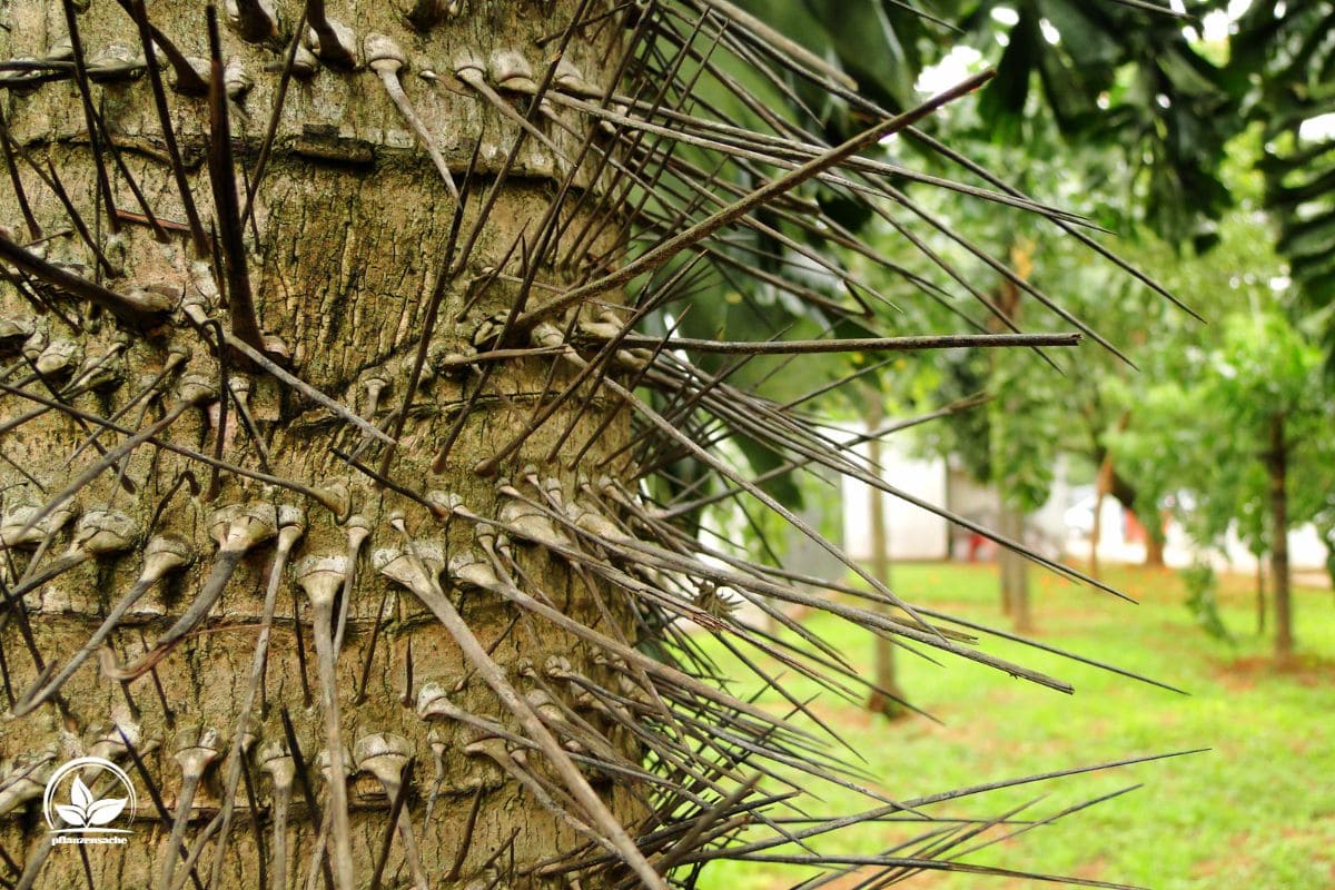Baum Mit Stacheln: Stachelige Angelegenheit Im Garten!