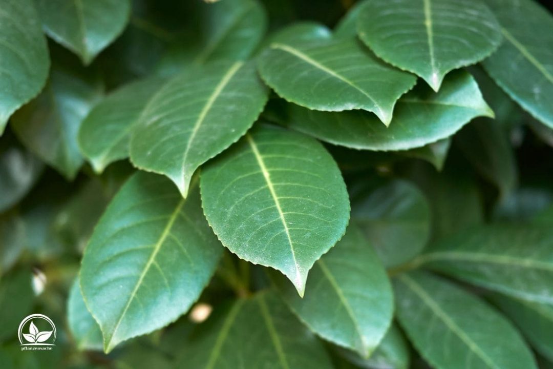 Lorbeerhecke (Prunus Laurocerasus): Merkmale Und Tipps Für Die Pflege!