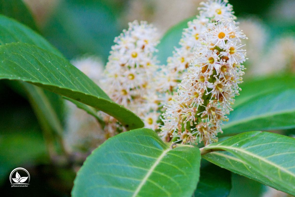 Lorbeerhecke (Prunus Laurocerasus): Merkmale Und Tipps Für Die Pflege ...