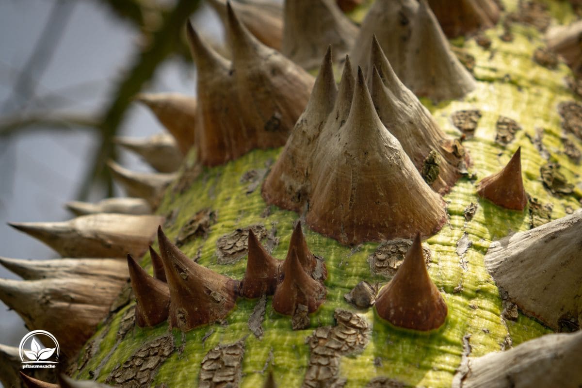 Baum Mit Stacheln: Stachelige Angelegenheit Im Garten!