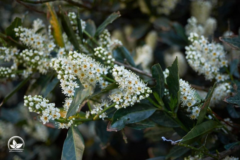 Lorbeerhecke (Prunus Laurocerasus): Merkmale Und Tipps Für Die Pflege!