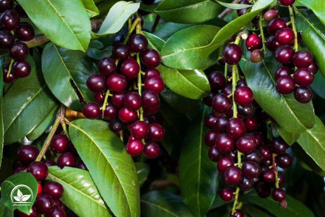 Lorbeerhecke (Prunus Laurocerasus): Merkmale Und Tipps Für Die Pflege!