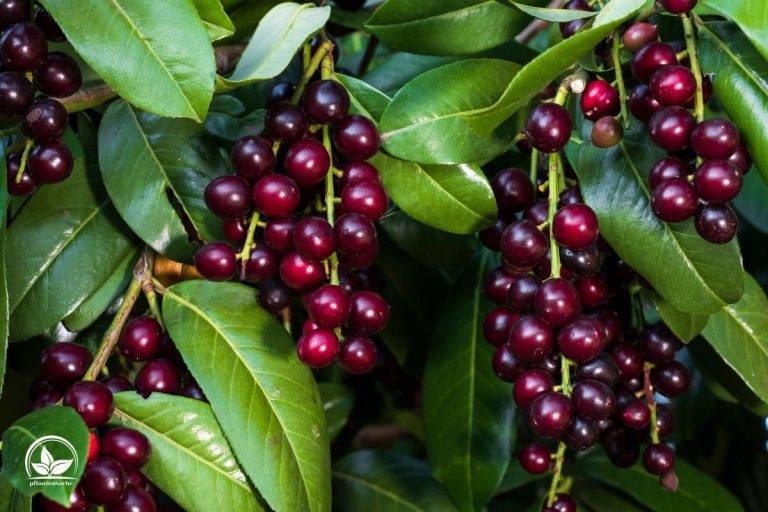 Lorbeerhecke (Prunus Laurocerasus): Merkmale Und Tipps Für Die Pflege!