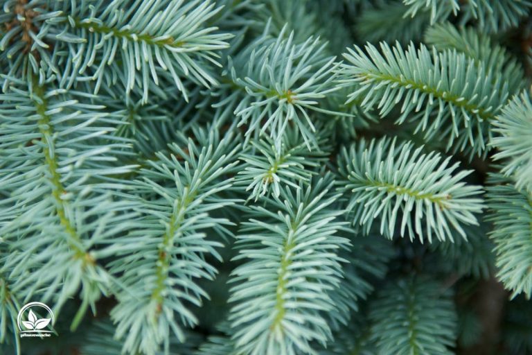 Die TOP 9 Nadelbäume Arten: Eigenschaften Und Merkmale Im Überblick!