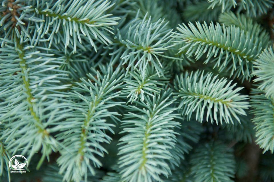 Die TOP 9 Nadelbäume Arten: Eigenschaften Und Merkmale Im Überblick!