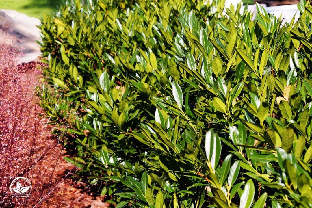 Lorbeerhecke (Prunus Laurocerasus): Merkmale Und Tipps Für Die Pflege!