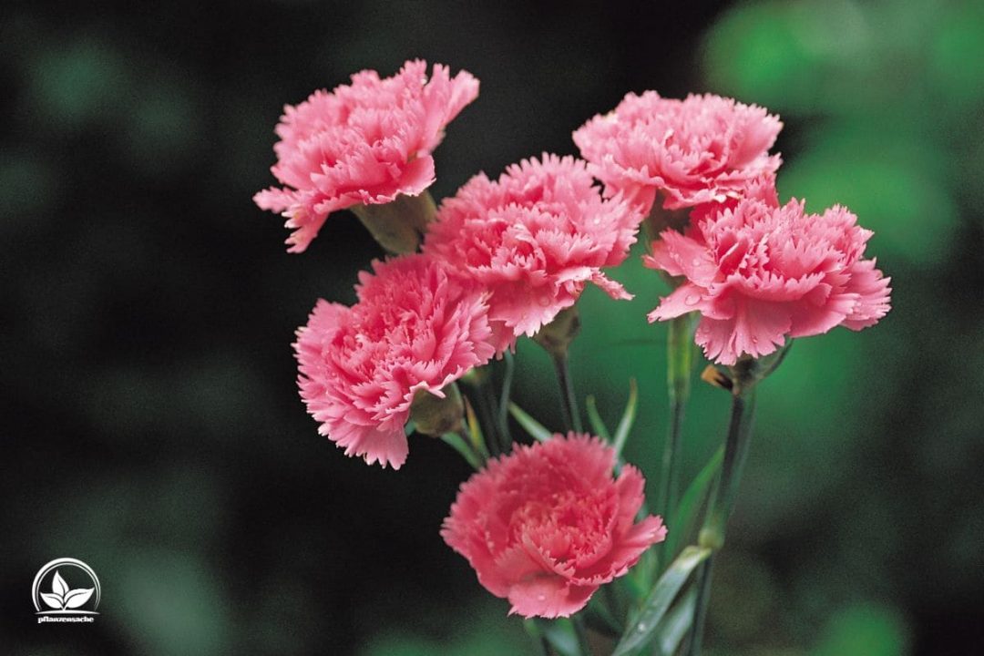 Geburtsblume Januar: Was Ist Die Wahre Bedeutung Ihrer Geburtsblume?