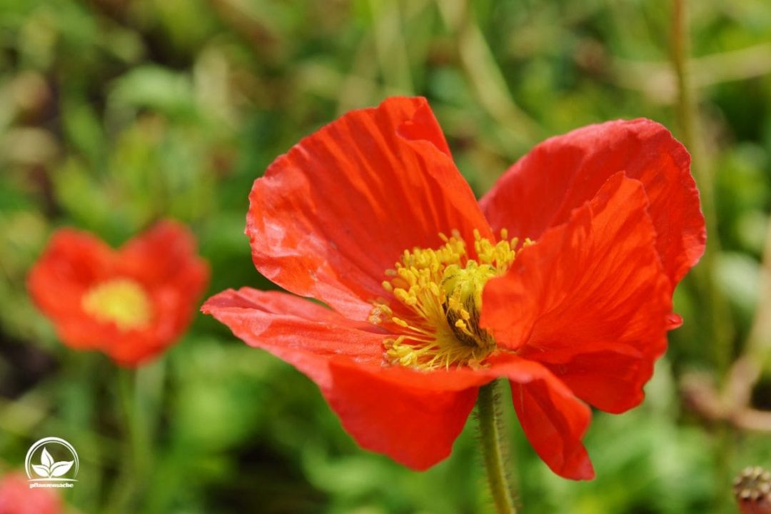 Islandmohn (Papaver Nudicaule): Pflege, Standortwahl Und Co ...