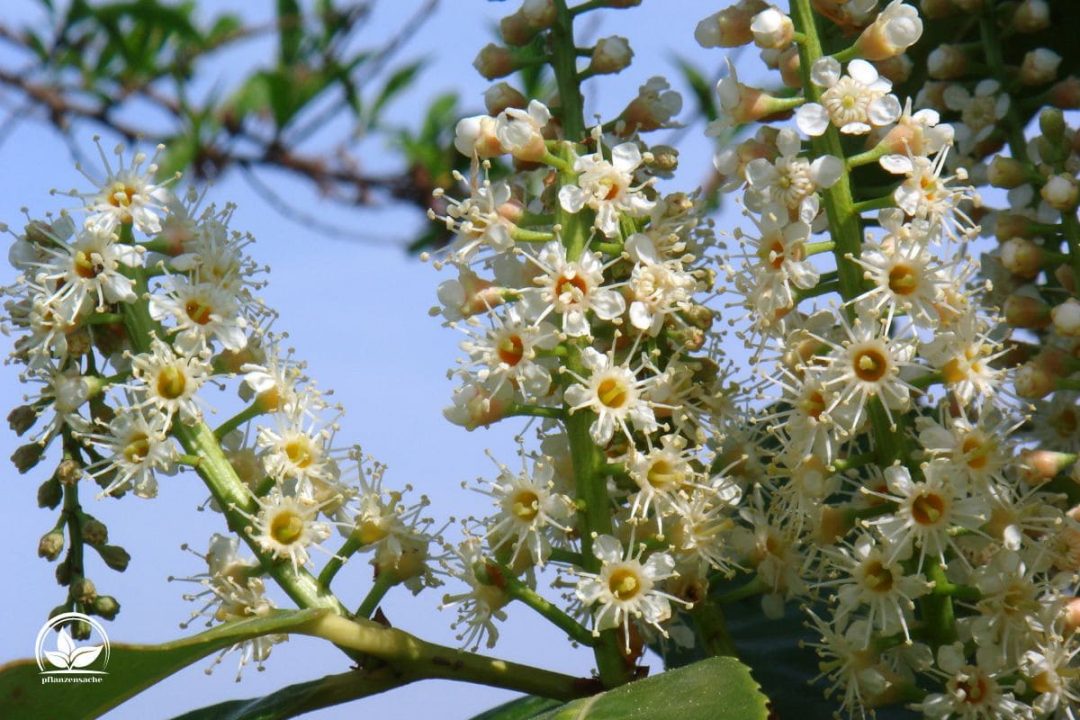 Lorbeerhecke (Prunus Laurocerasus): Merkmale Und Tipps Für Die Pflege!
