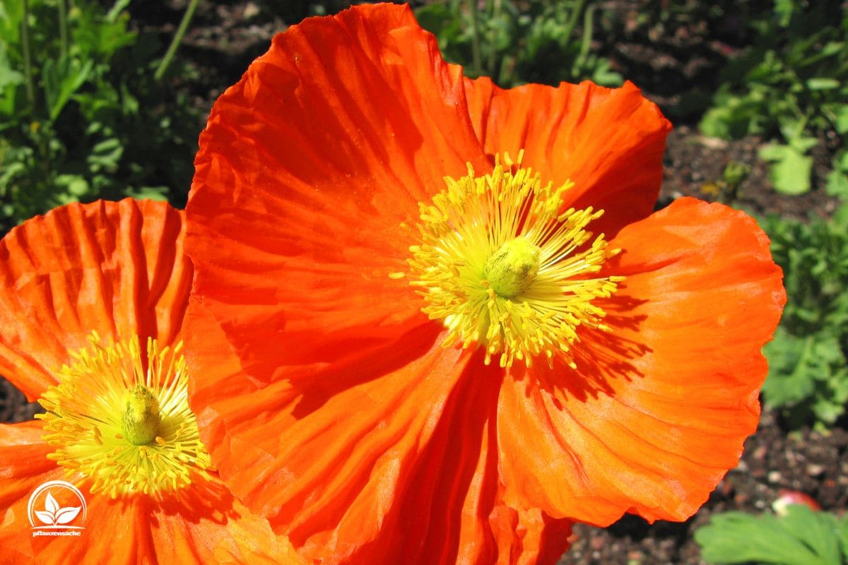 Islandmohn (Papaver Nudicaule): Pflege, Standortwahl Und Co ...