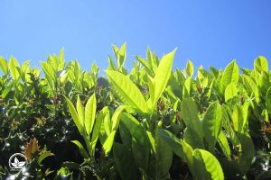 Lorbeerhecke (Prunus Laurocerasus): Merkmale Und Tipps Für Die Pflege!