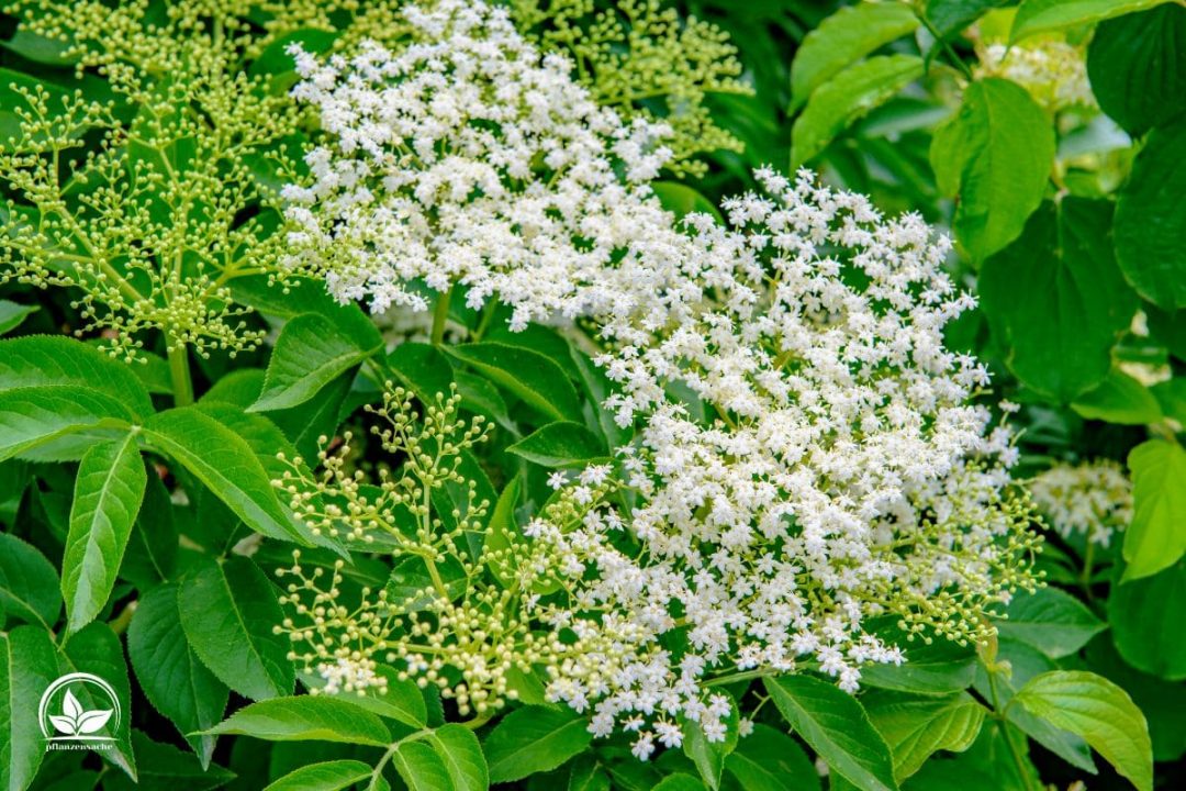 Lorbeerhecke (Prunus Laurocerasus): Merkmale Und Tipps Für Die Pflege!