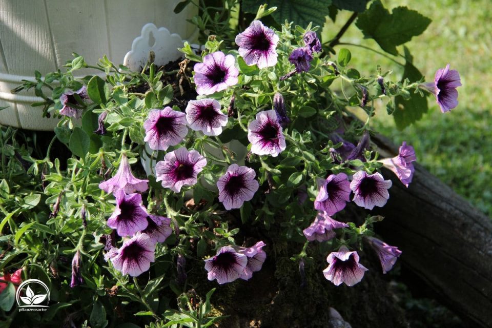 Petunie: Die Wunderschönen Sorten Mit Tollen Pflegetipps